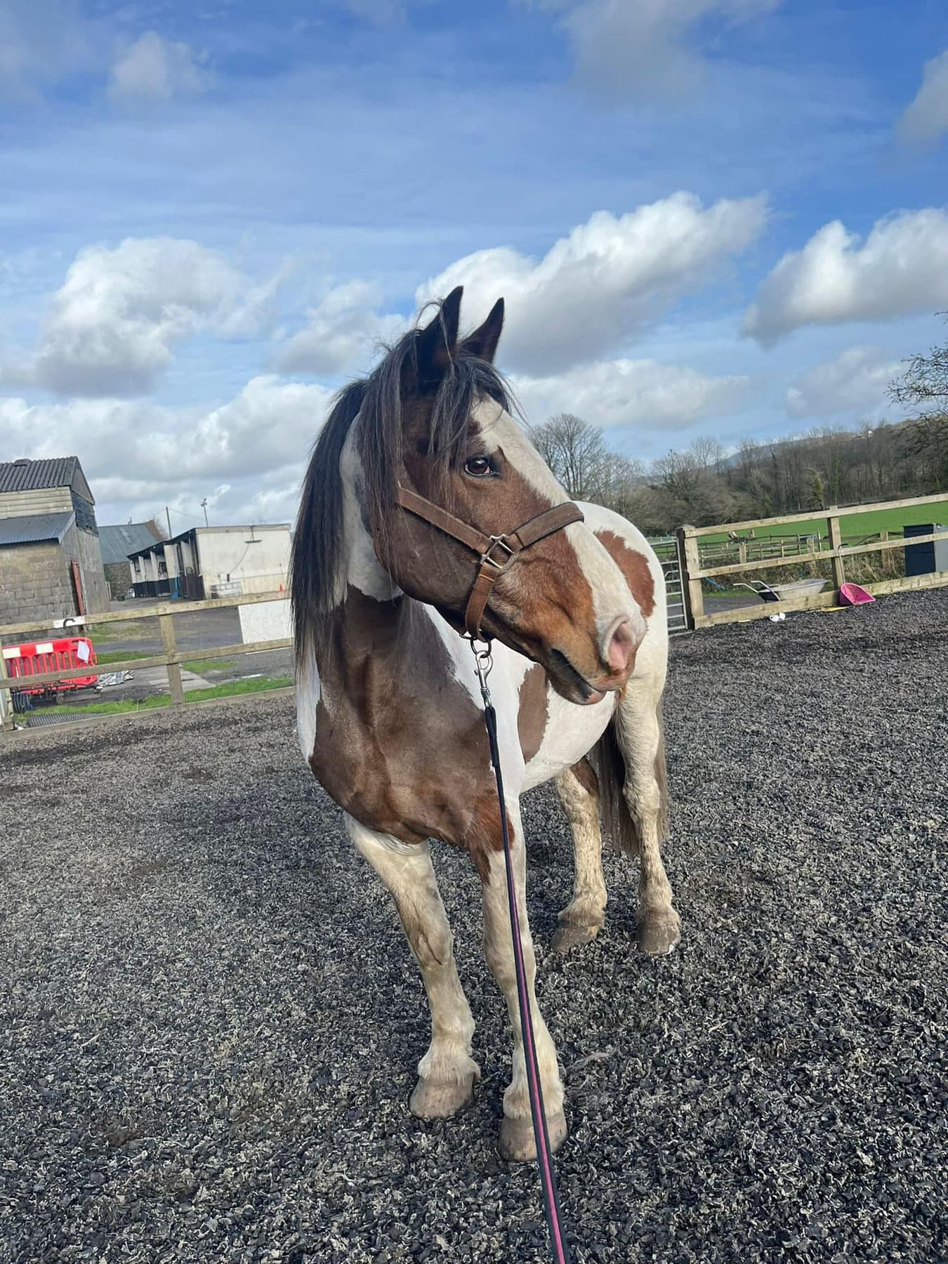 Horse stables | Green Farm Riding Stables