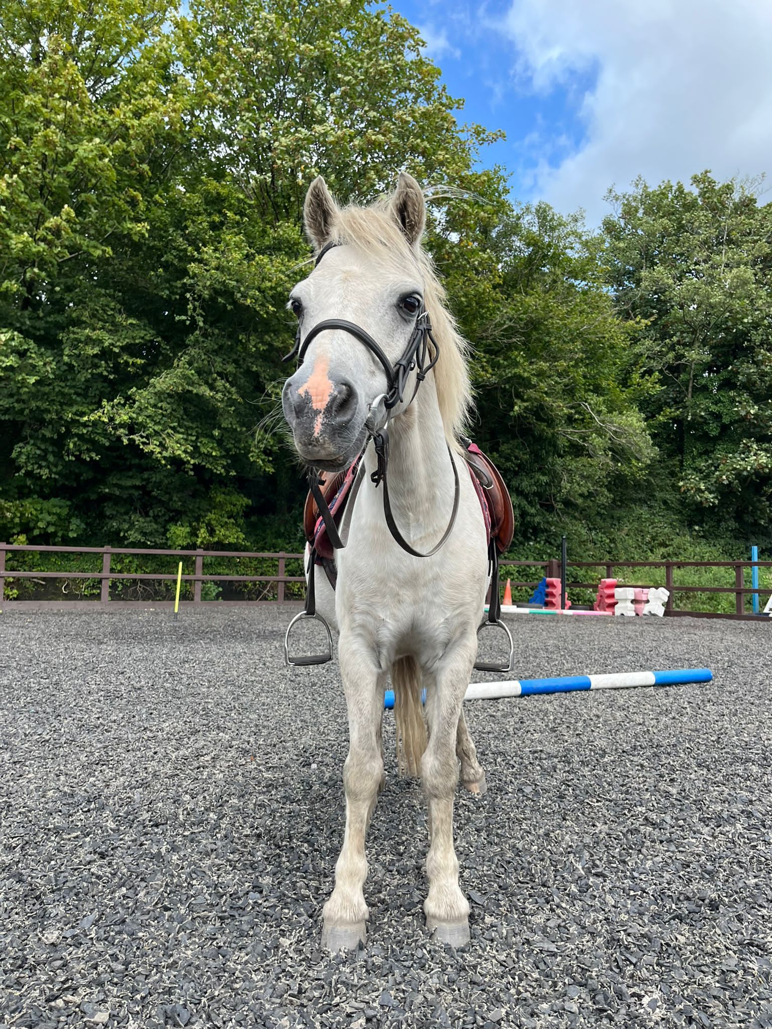 Horse stables | Green Farm Riding Stables