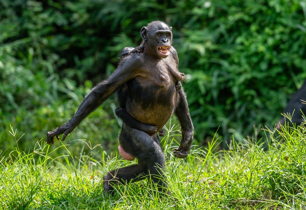 Bonobo Walking Upright