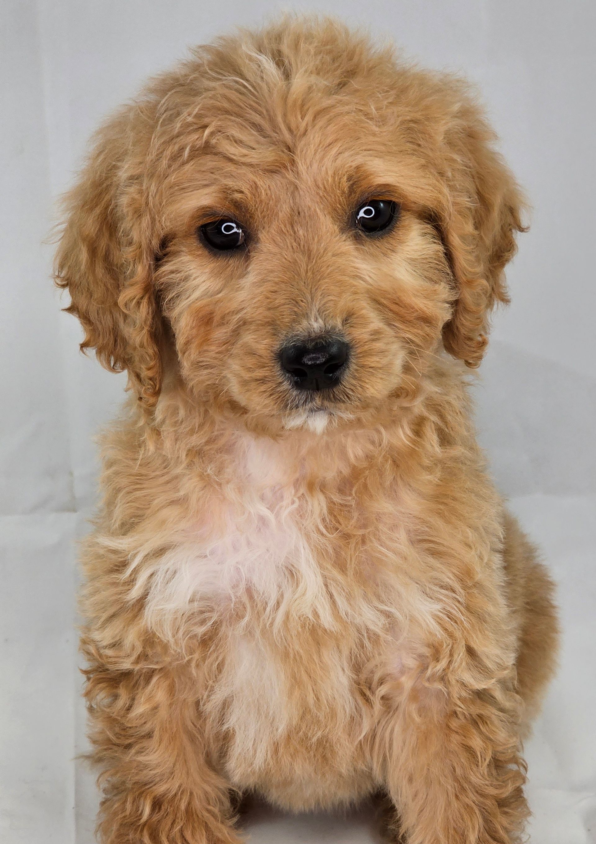 Gallery | Doodle Dogs