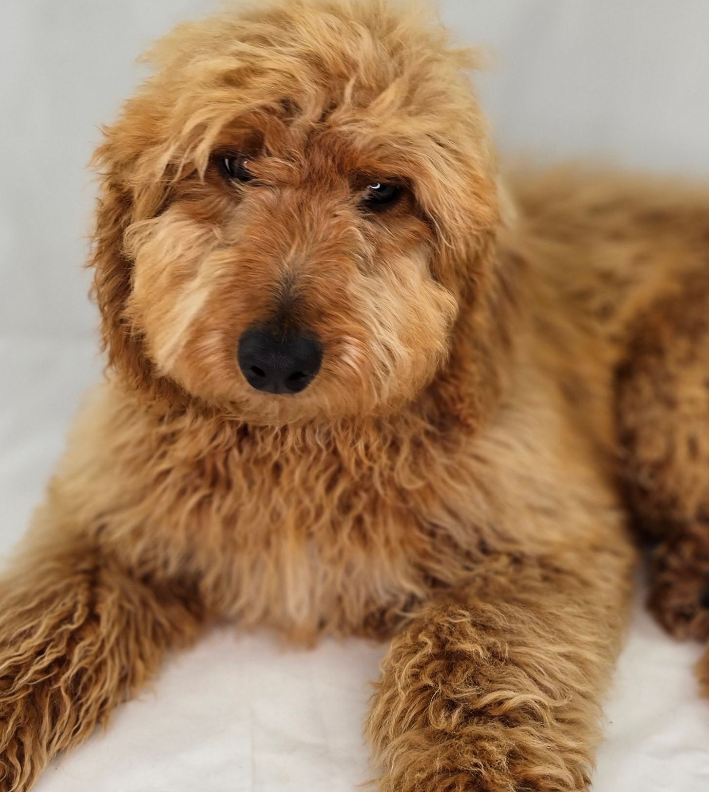 Gallery | Doodle Dogs