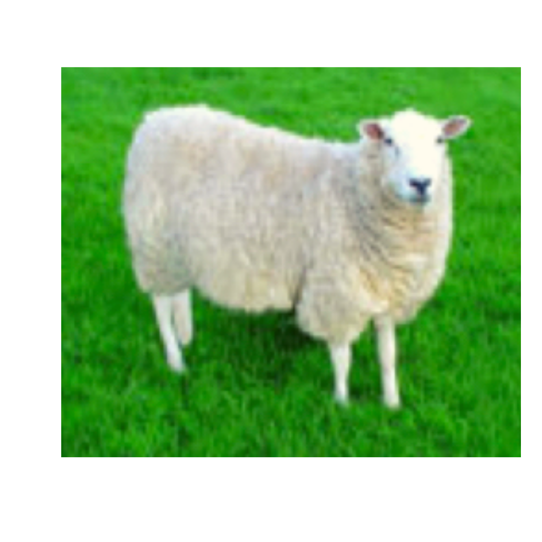 Antiquus Sheep Gut Music Strings