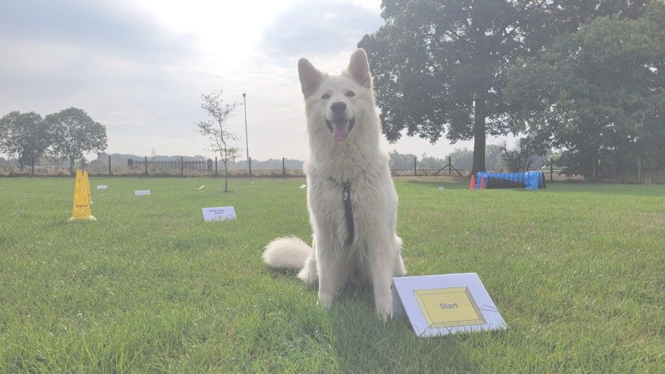 Rally Obedience in Nederland hondensport