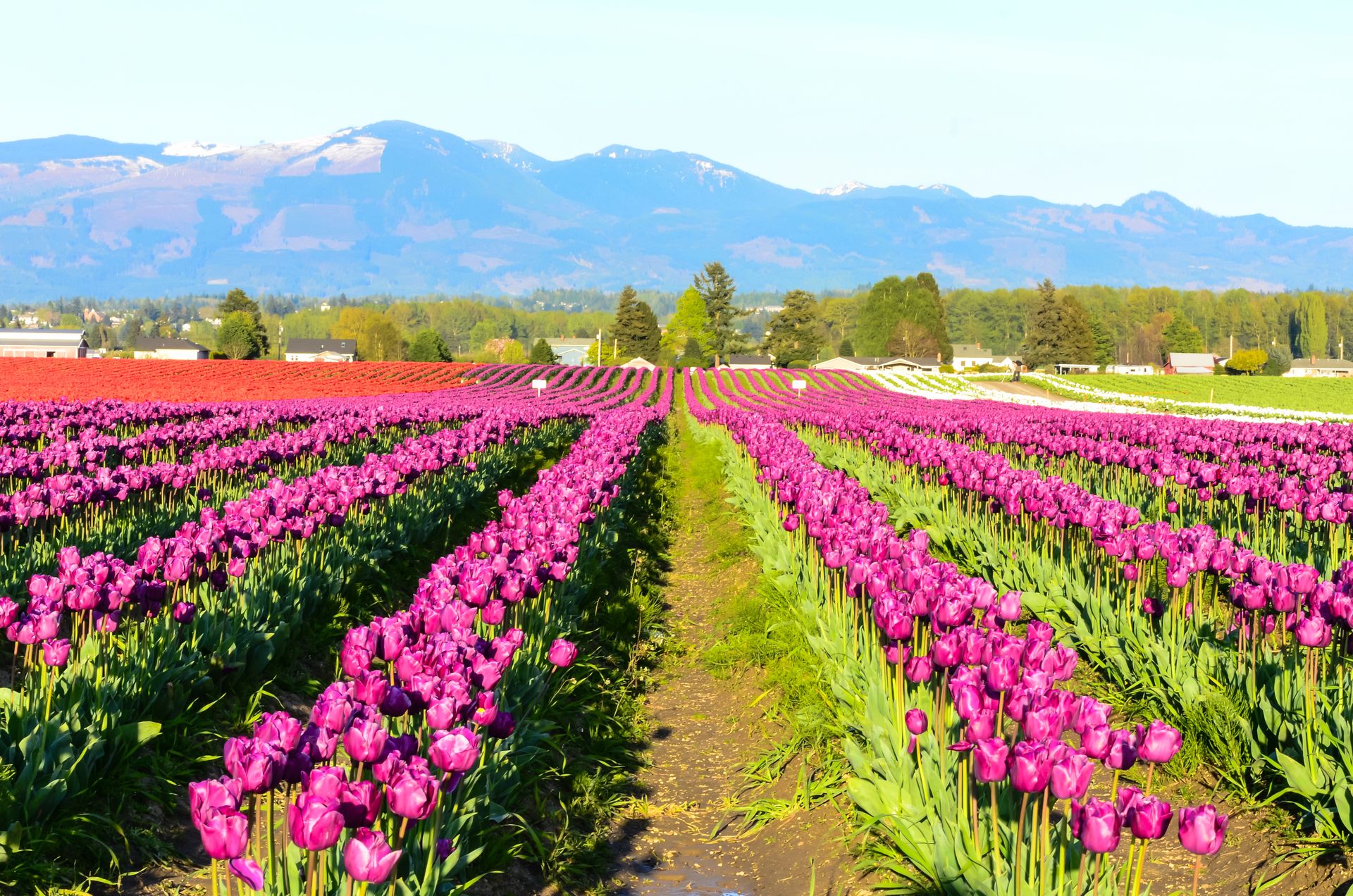 Experience the Skagit Valley Tulip Festival