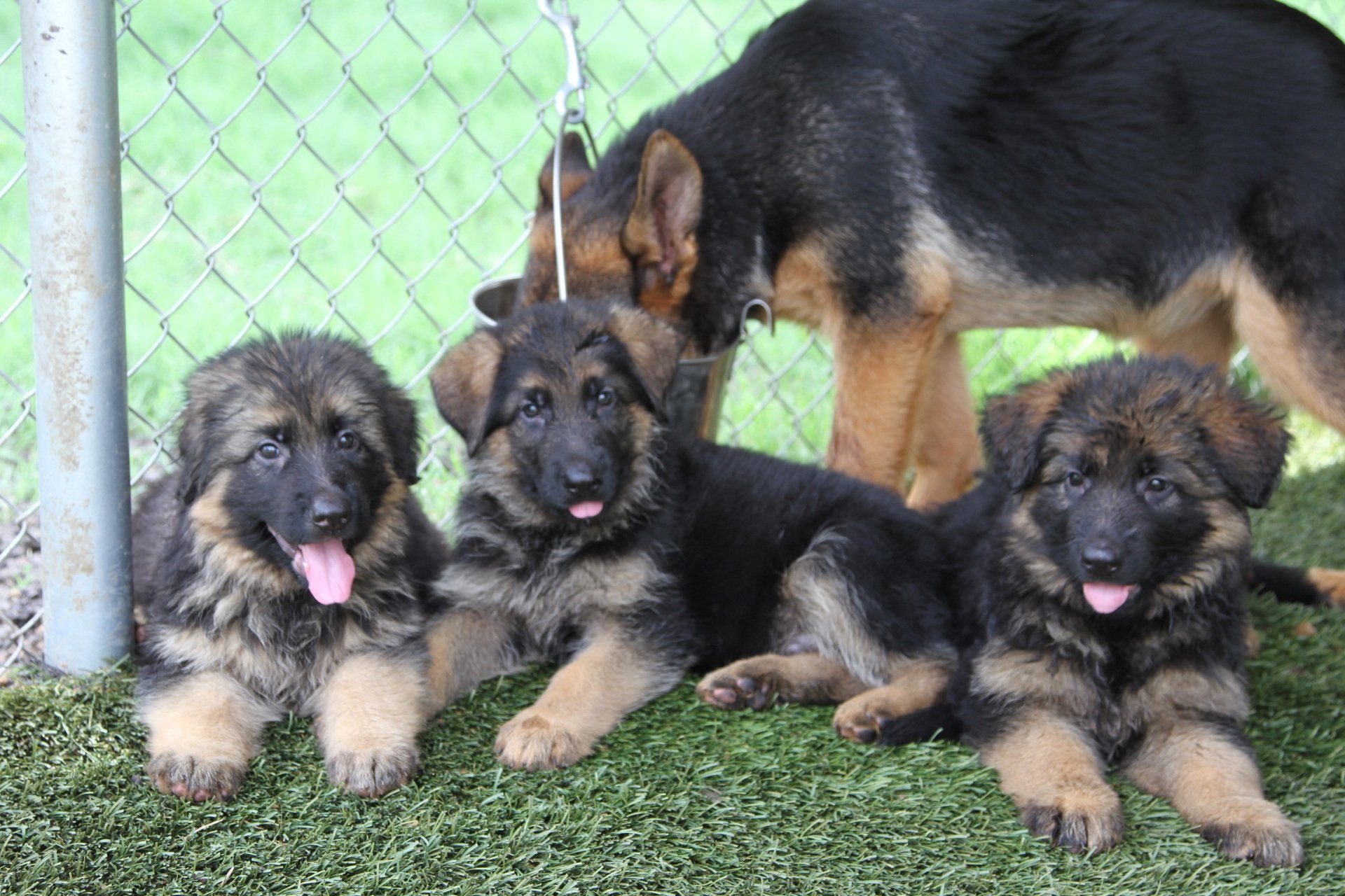 Reinberg German Shepherds