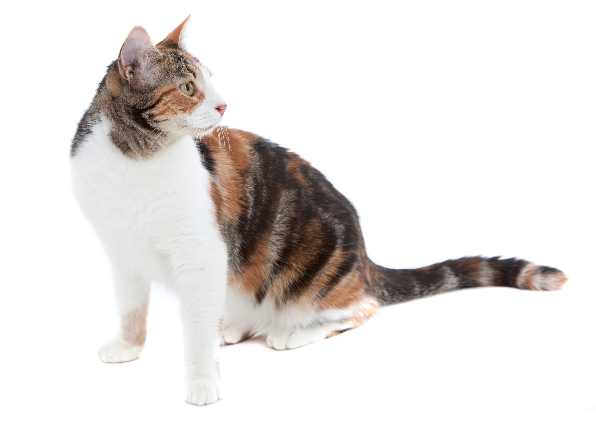 Cat Café | Asheville, NC | Cats At Play