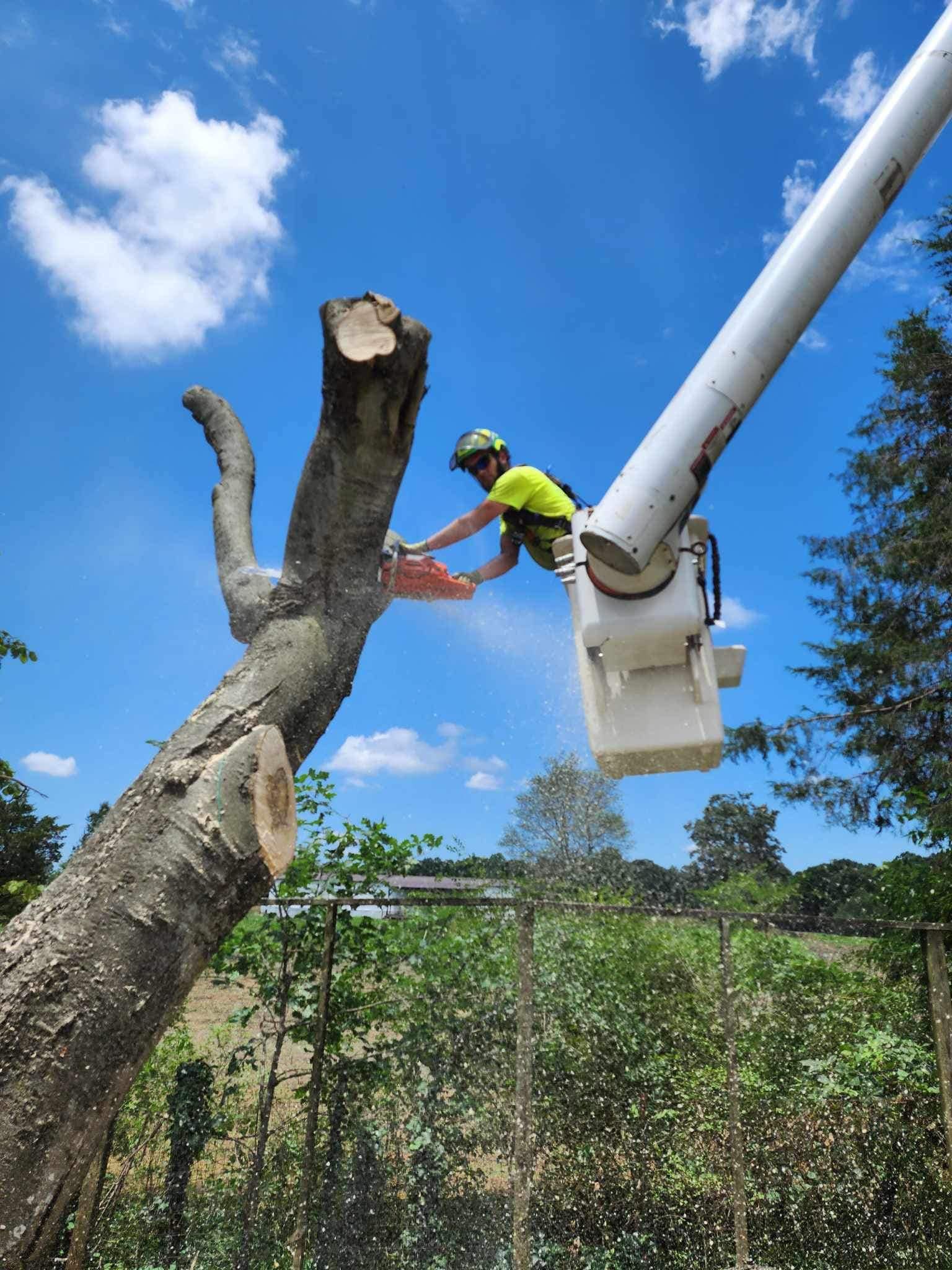 Tree Removal | Mocksville, NC | Canopy Tree Service