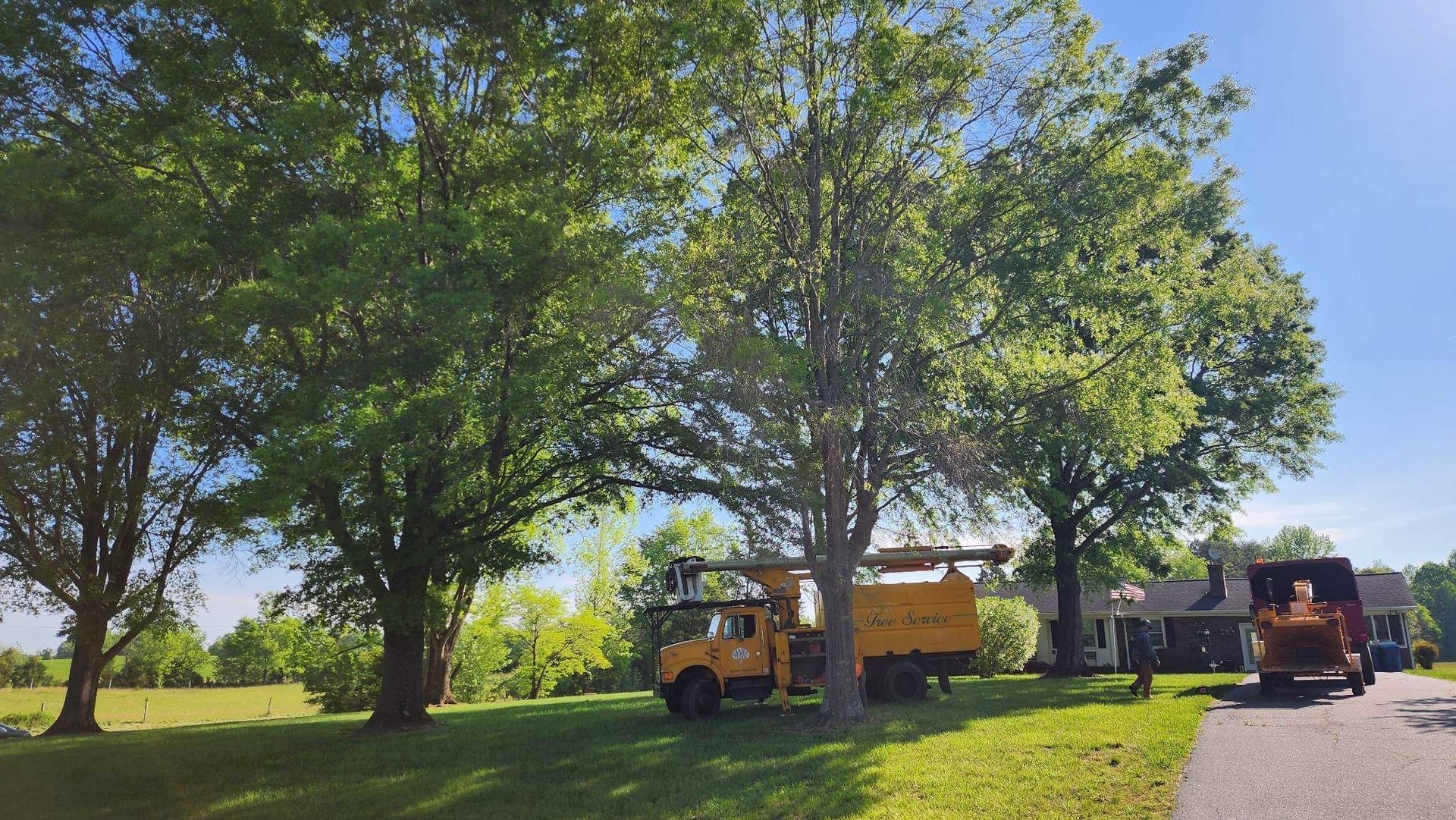 Tree Removal | Mocksville, NC | Canopy Tree Service