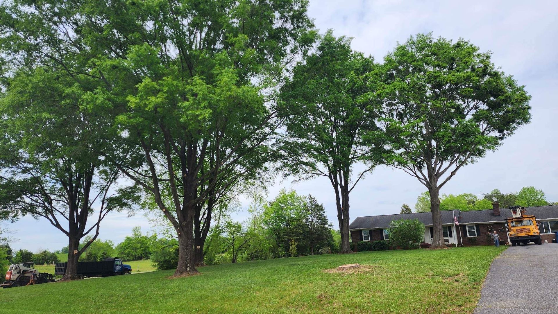 Tree Removal | Mocksville, NC | Canopy Tree Service