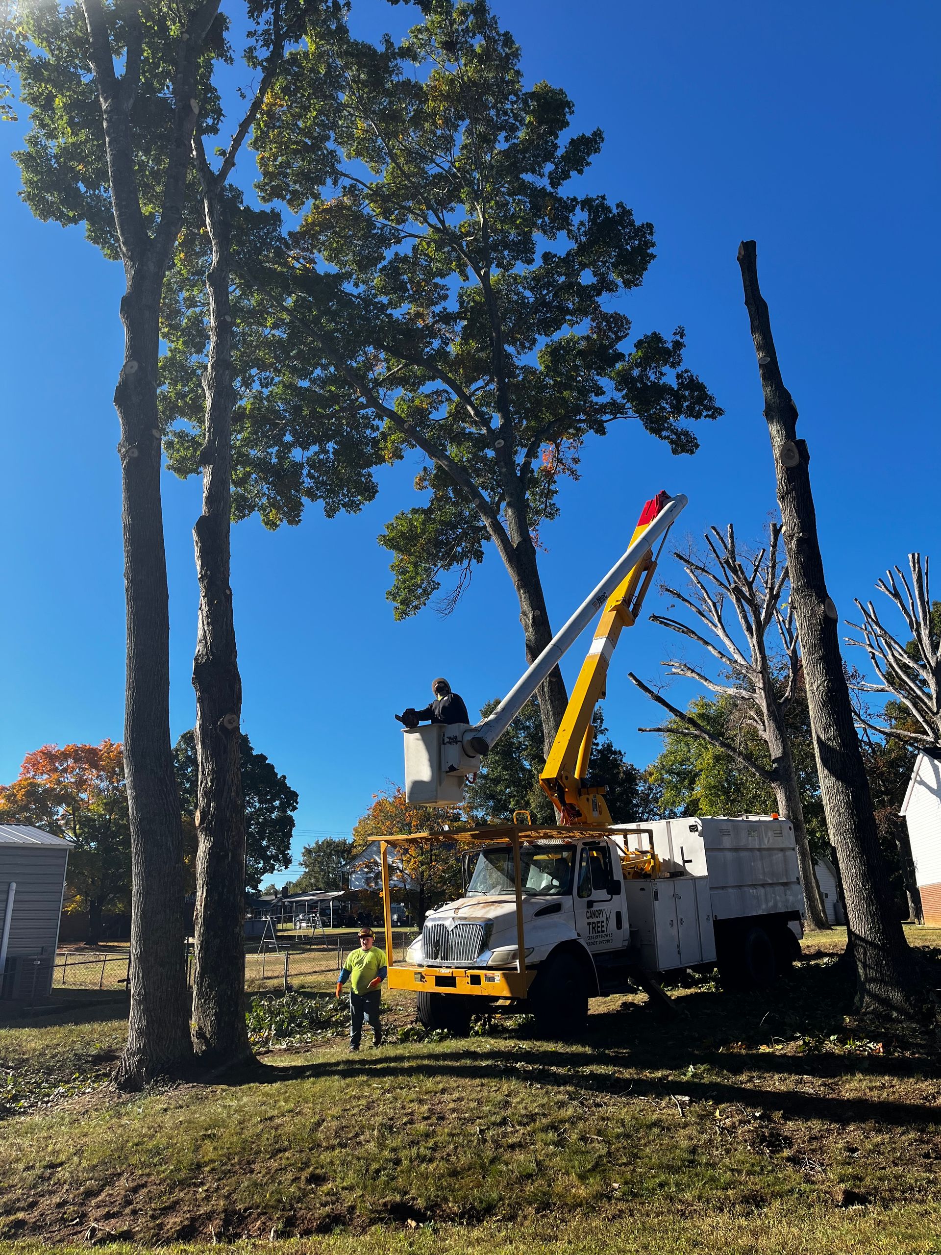Tree Removal | Mocksville, NC | Canopy Tree Service