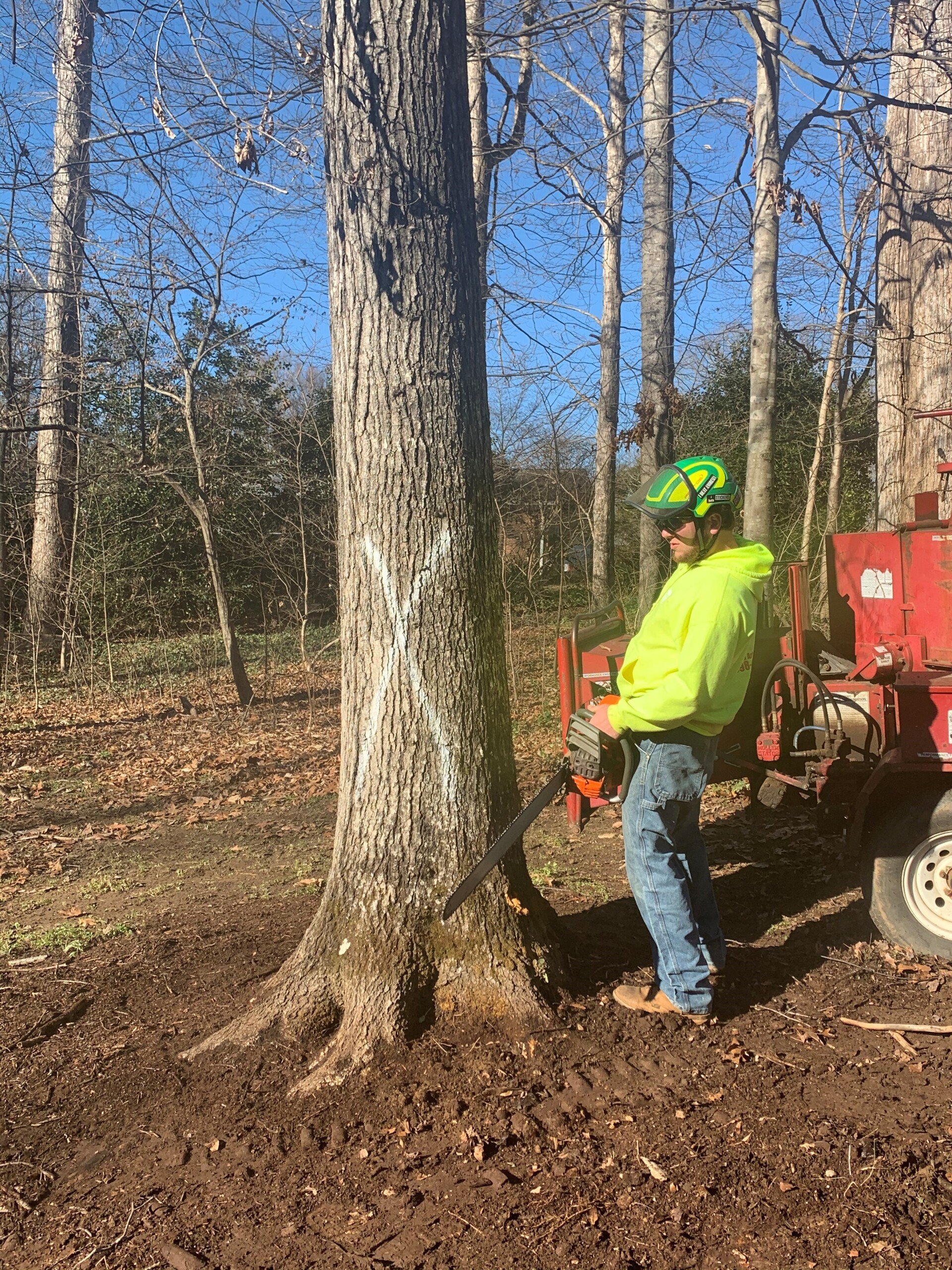 Tree Removal | Mocksville, NC | Canopy Tree Service