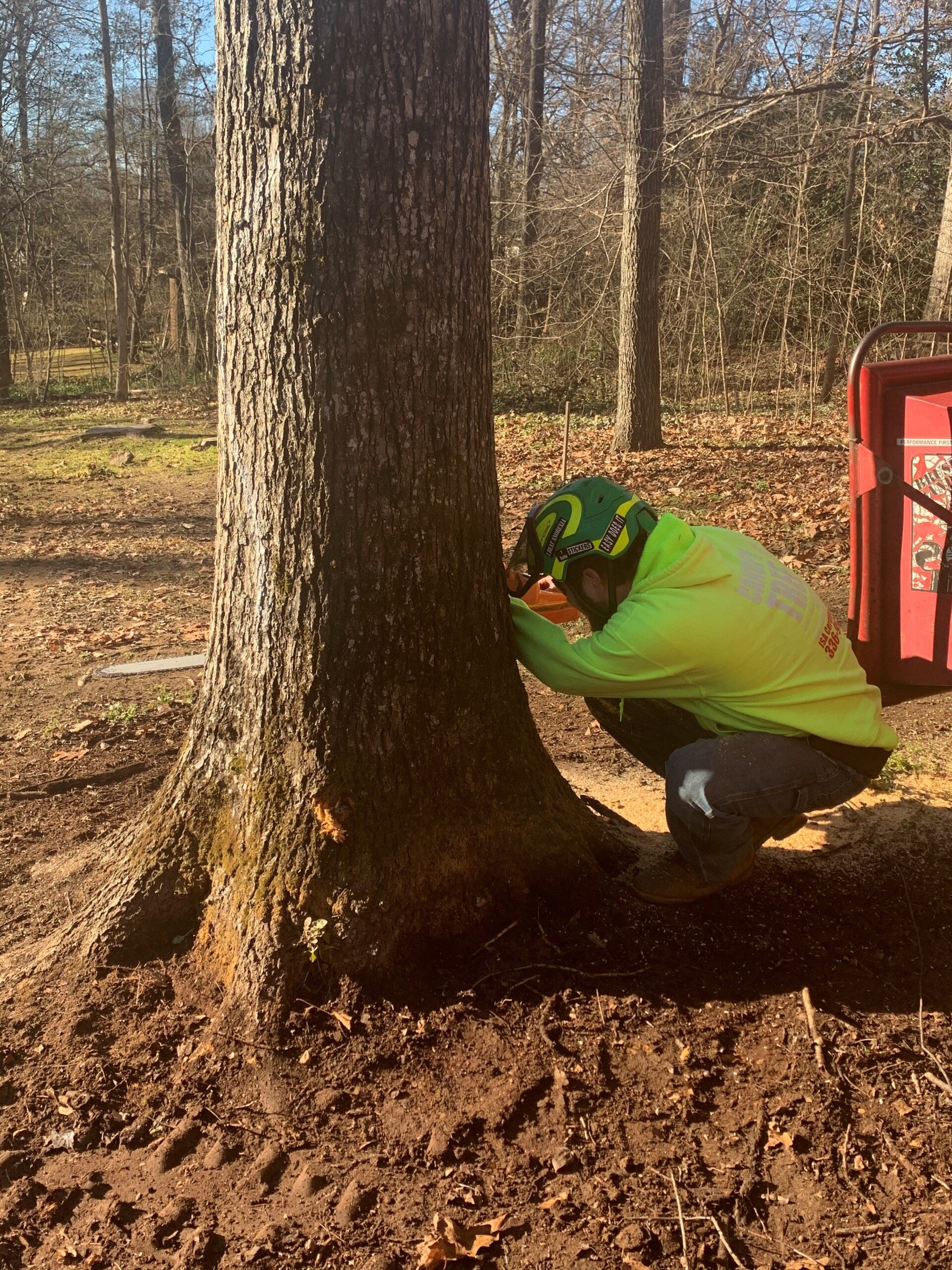 Tree Removal | Mocksville, NC | Canopy Tree Service