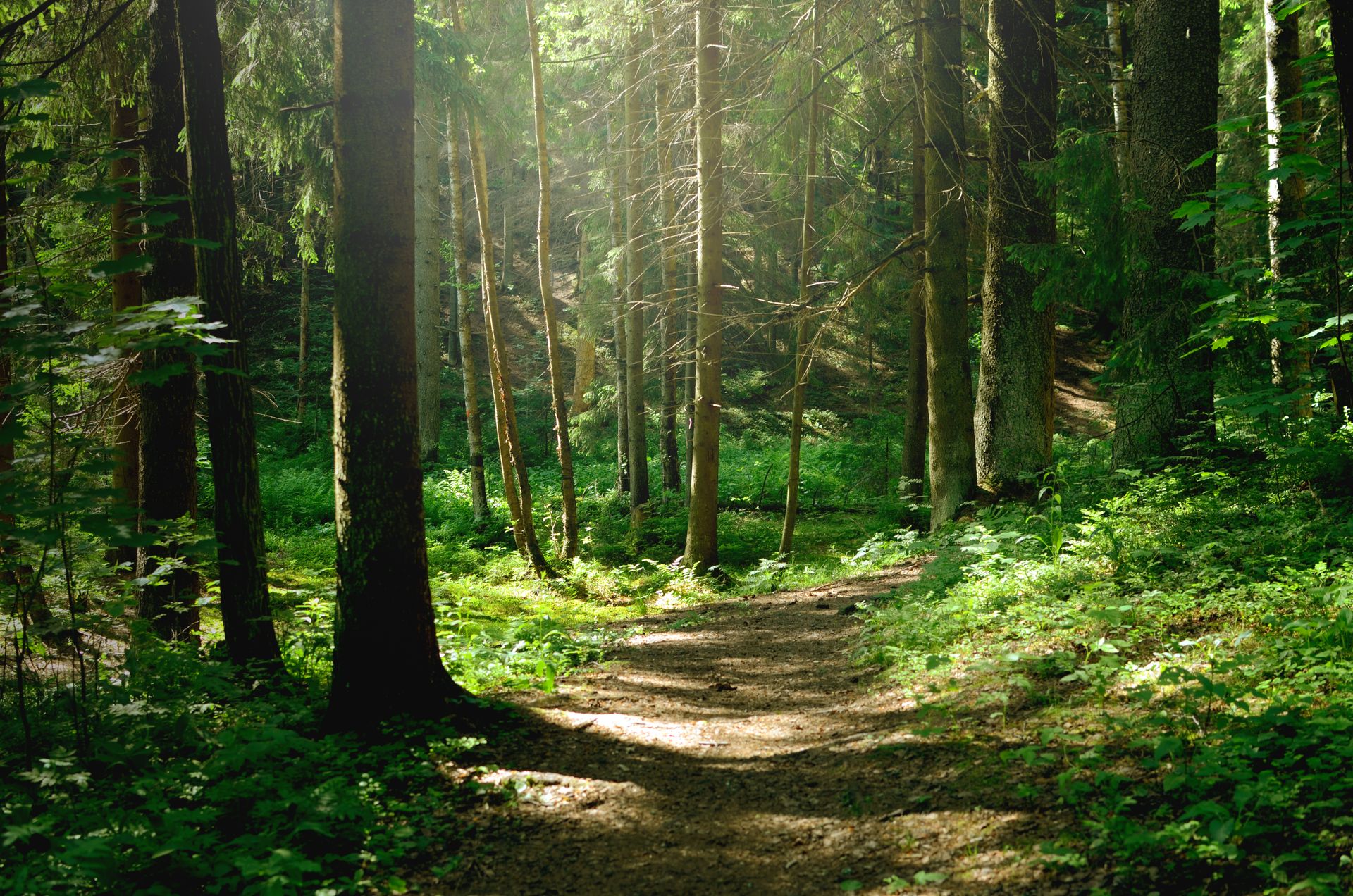 Planting Locations | A Tree to Remember