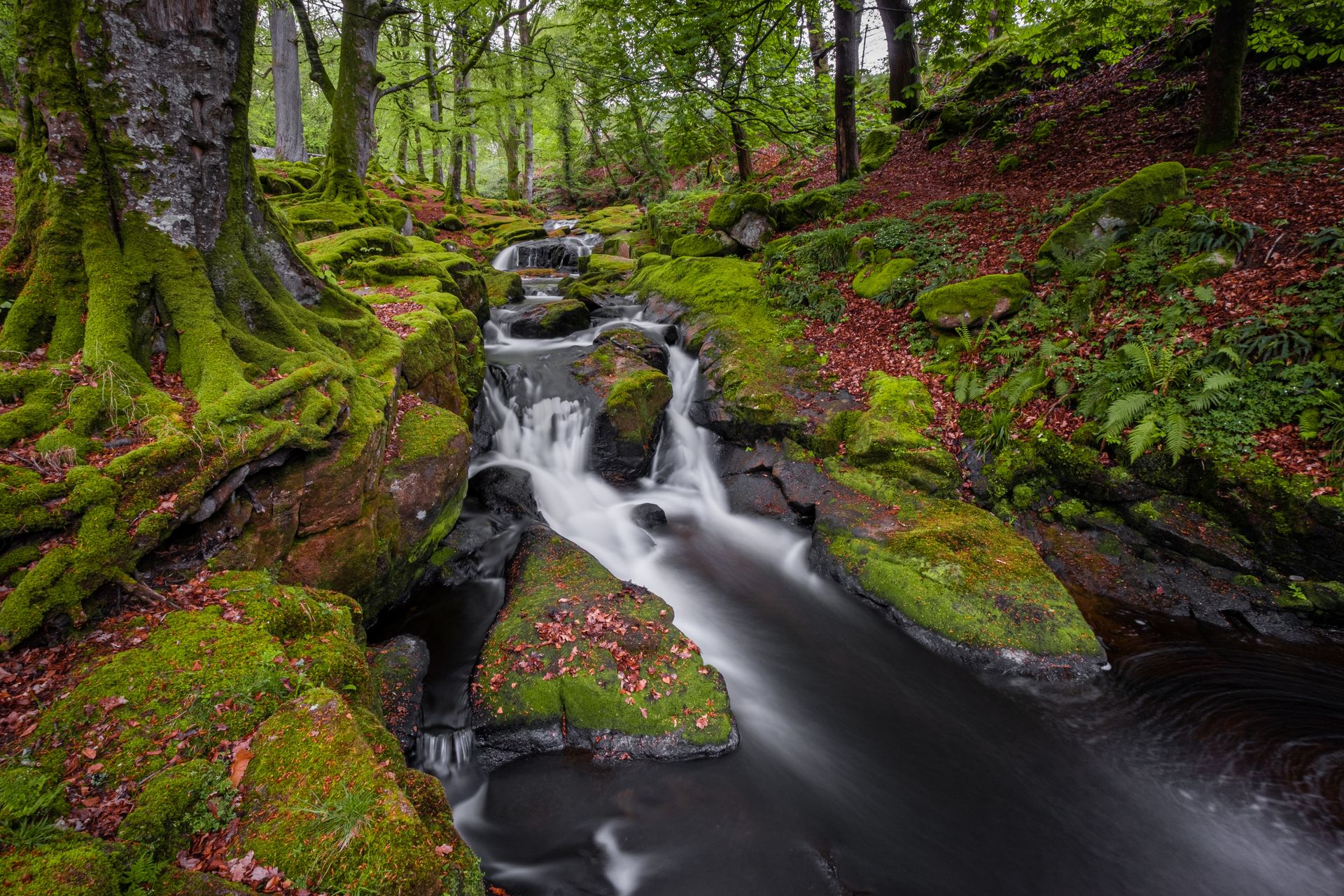 Planting Locations | A Tree to Remember