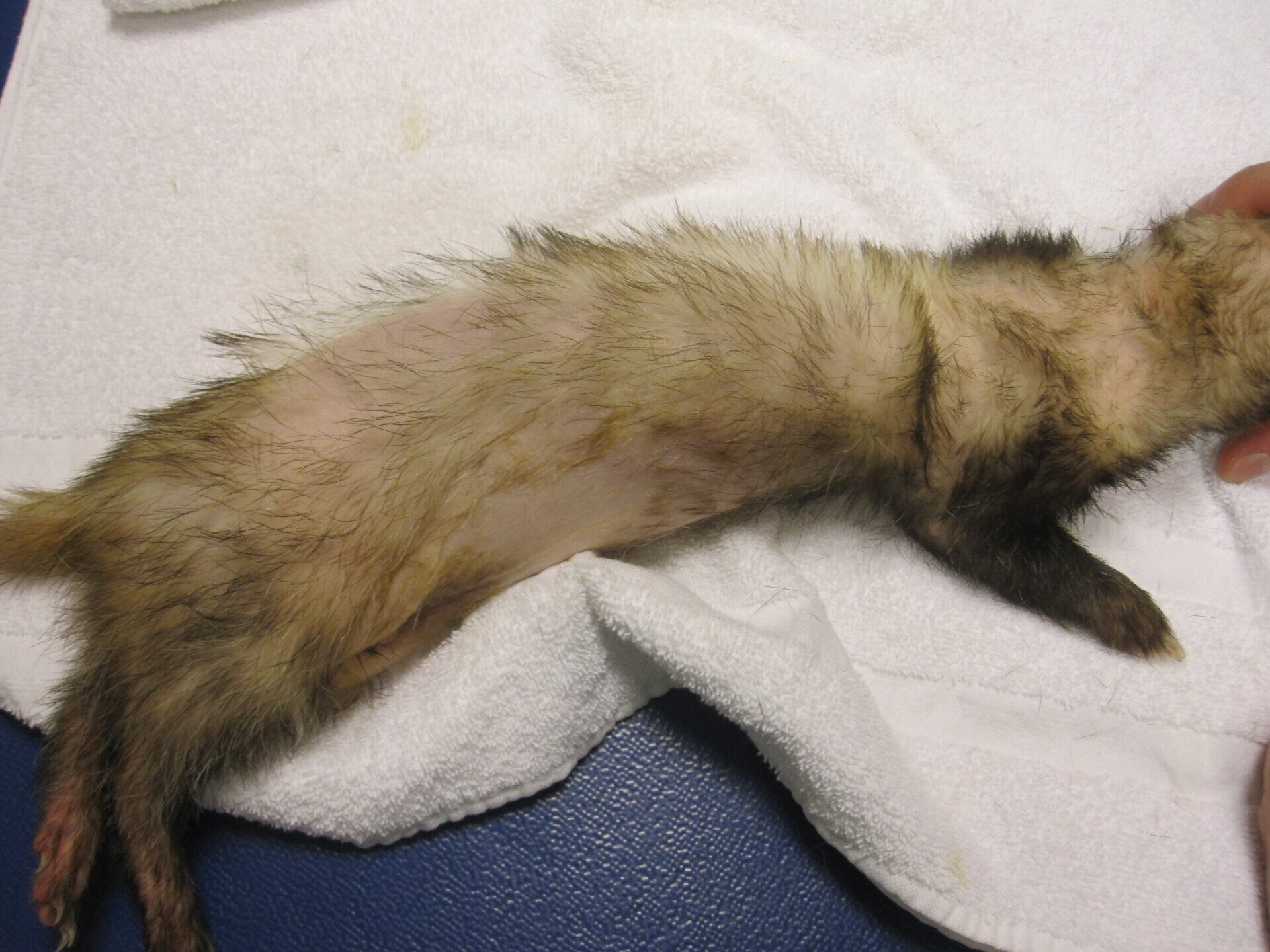 Maladie des furets - NACOLOGIE