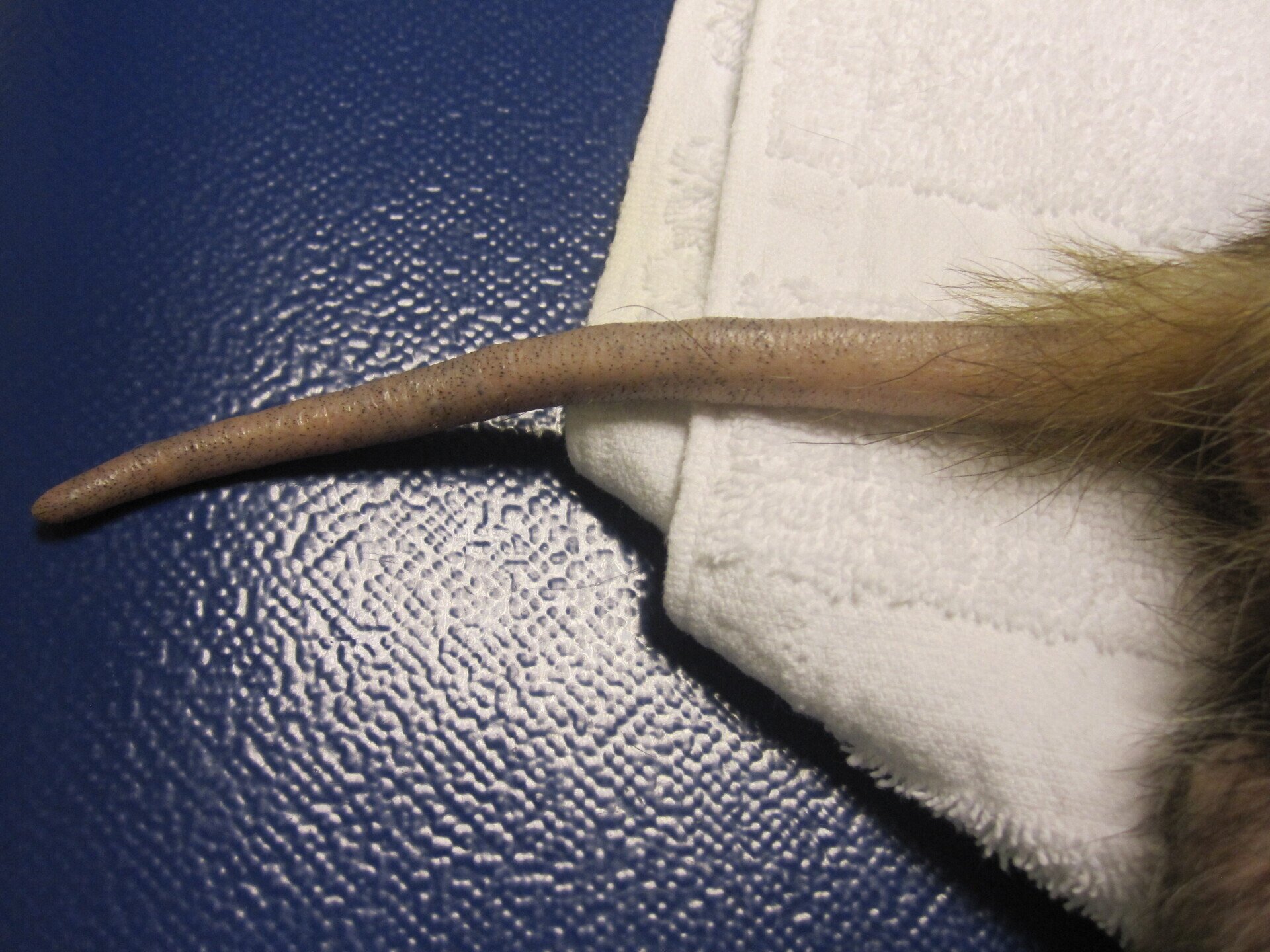 Maladie des furets - NACOLOGIE