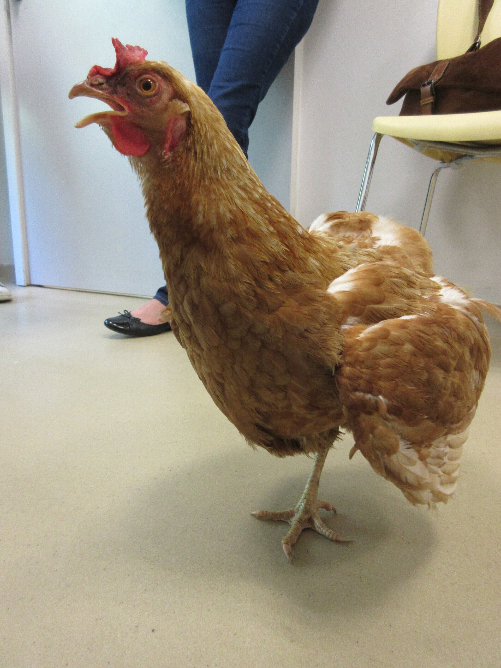 Maladies des poules - NACOLOGIE