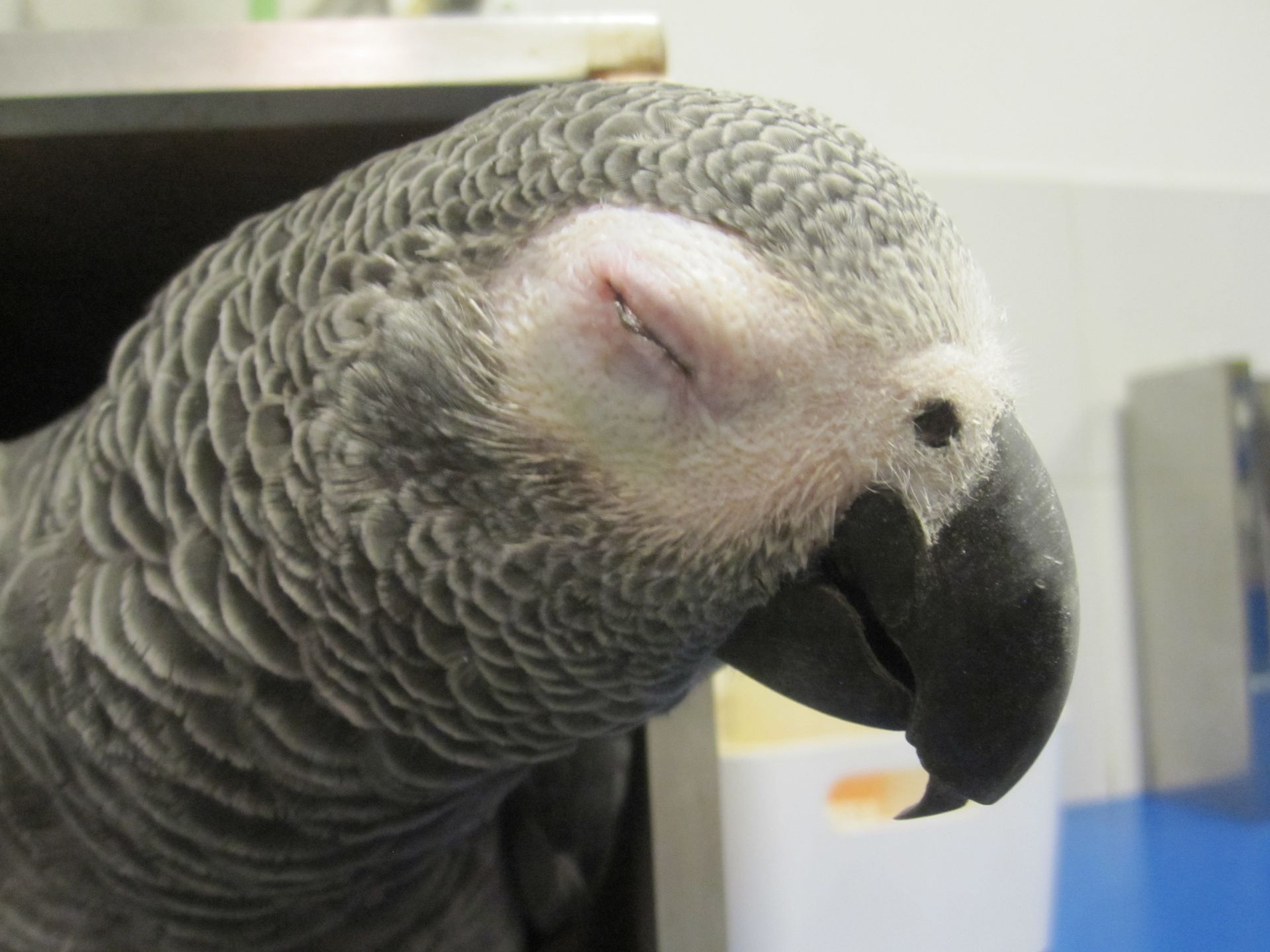 Maladies des oiseaux - NACOLOGIE