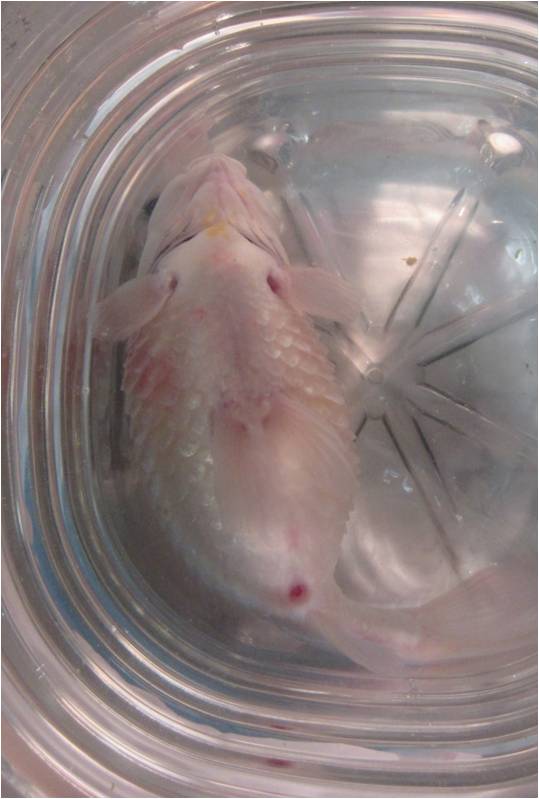 Maladies des poissons - NACOLOGIE