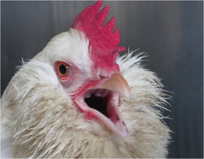 Maladies des poules - NACOLOGIE