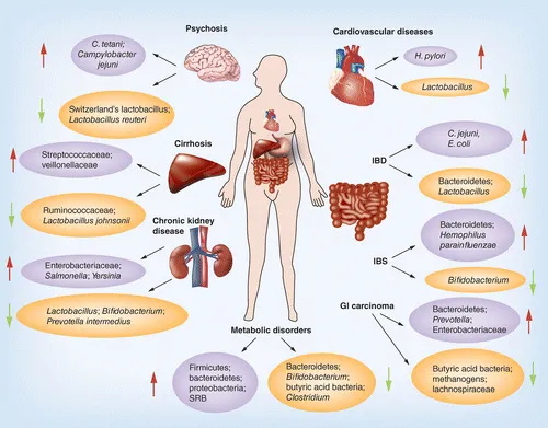 Gut Dysfunction and Obesity, Explained by Dr. Ianculovici in Wall NJ