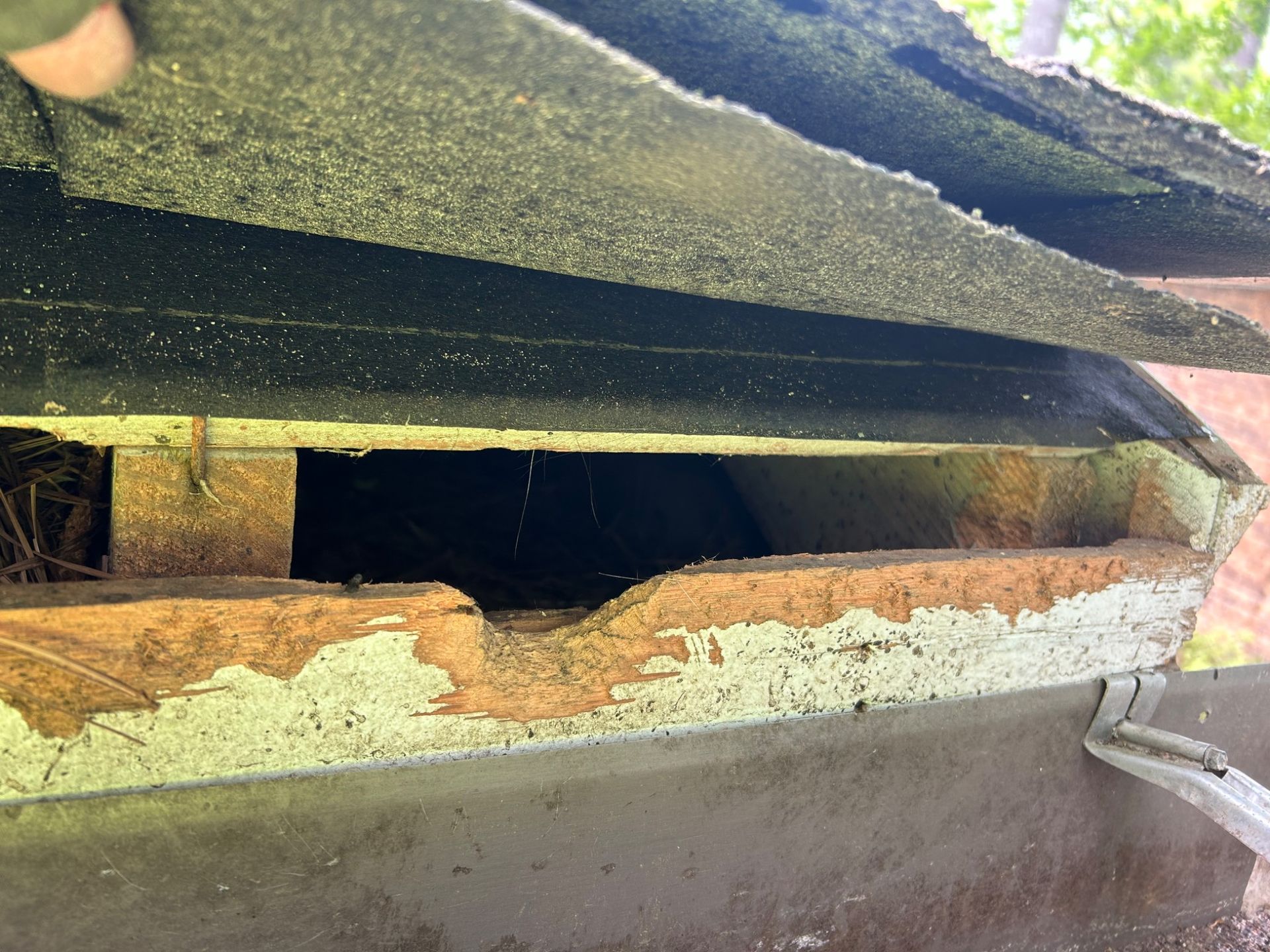 Ecofriendly Pest Control | Tucker, GA | Crocodile Dave