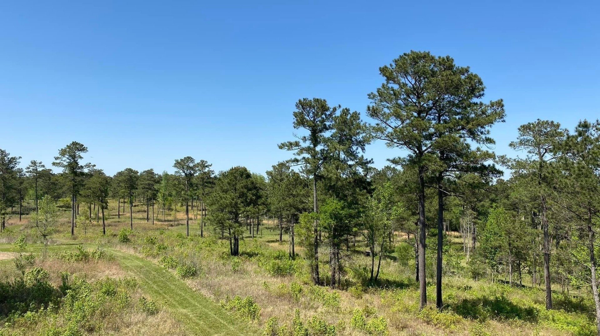 Gallery | North Carolina's Tall Cotton Quail Hunting Preserve