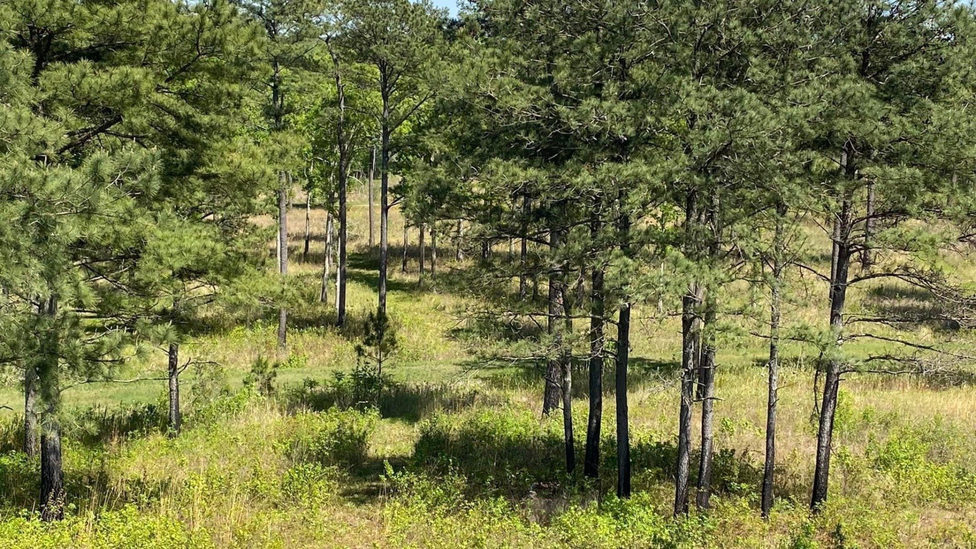 Gallery | North Carolina's Tall Cotton Quail Hunting Preserve