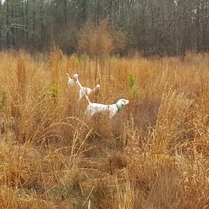 Gallery | North Carolina's Tall Cotton Quail Hunting Preserve