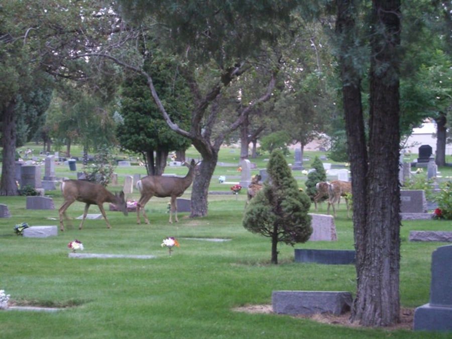 Cemeteries | Cemetery Association of Oregon