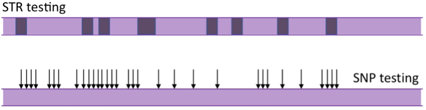 Demystifying DNA 2: Y-DNA tests
