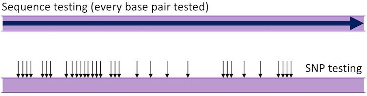 Demystifying DNA 3: mitochondrial DNA (mtDNA) tests