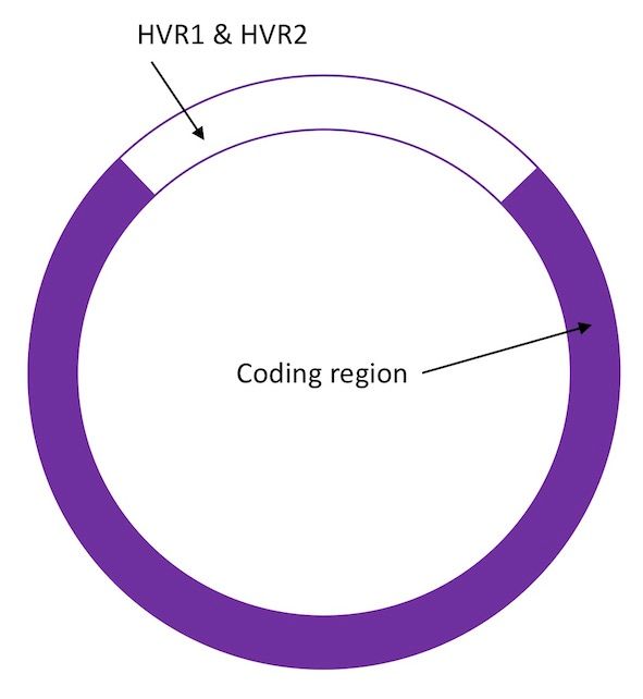 Demystifying DNA 3: mitochondrial DNA (mtDNA) tests