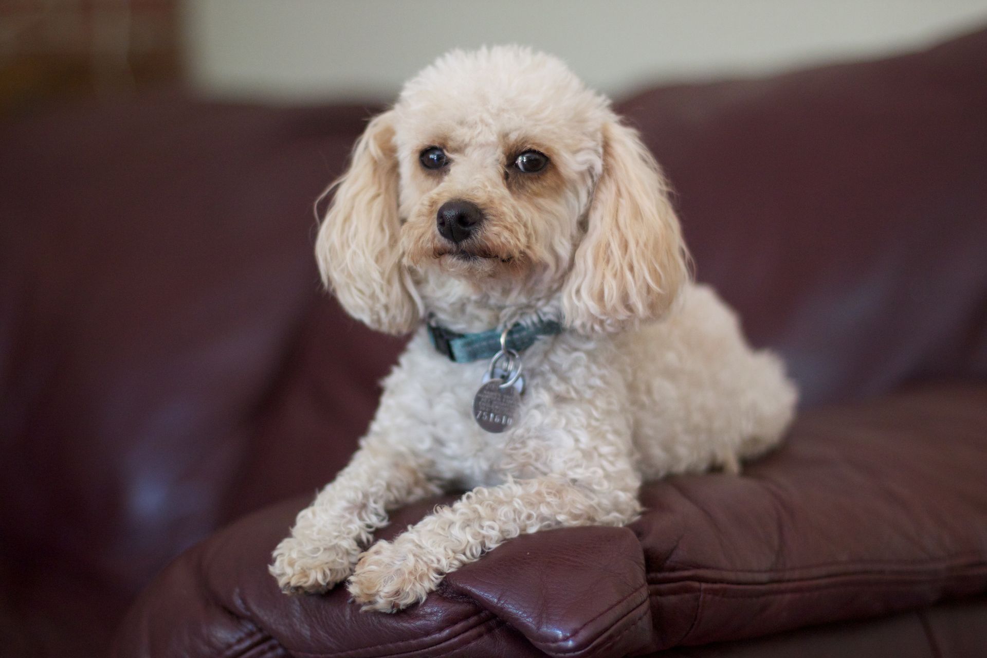 Grooming de las 7 razas de perros más populares: corte, cuidados y más