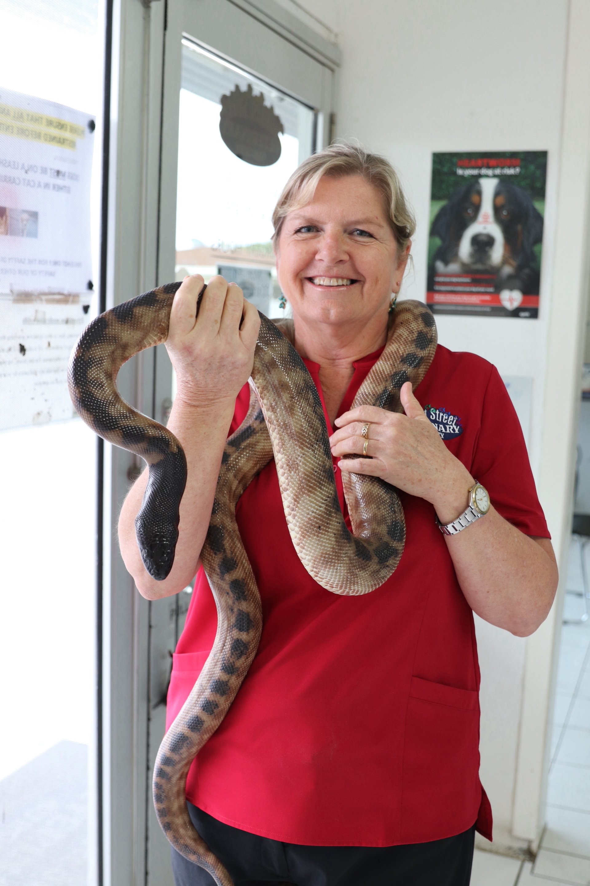 Pet Check-Up in Townsville | Hammett Street Veterinary Surgery