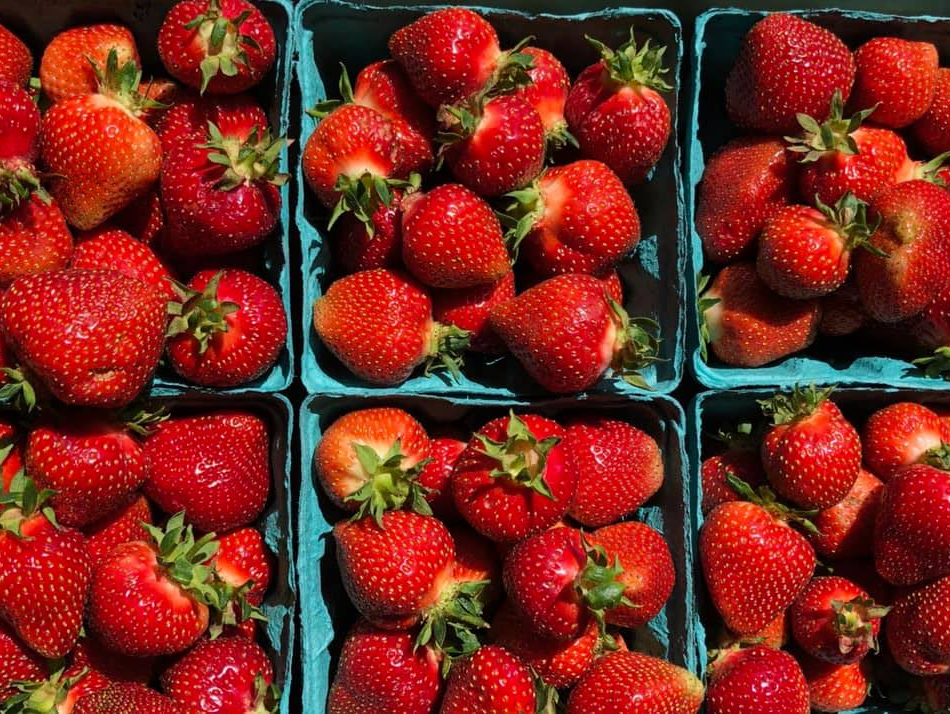 Hollis Hills Farm | Strawberries | Fitchburg, MA 01420