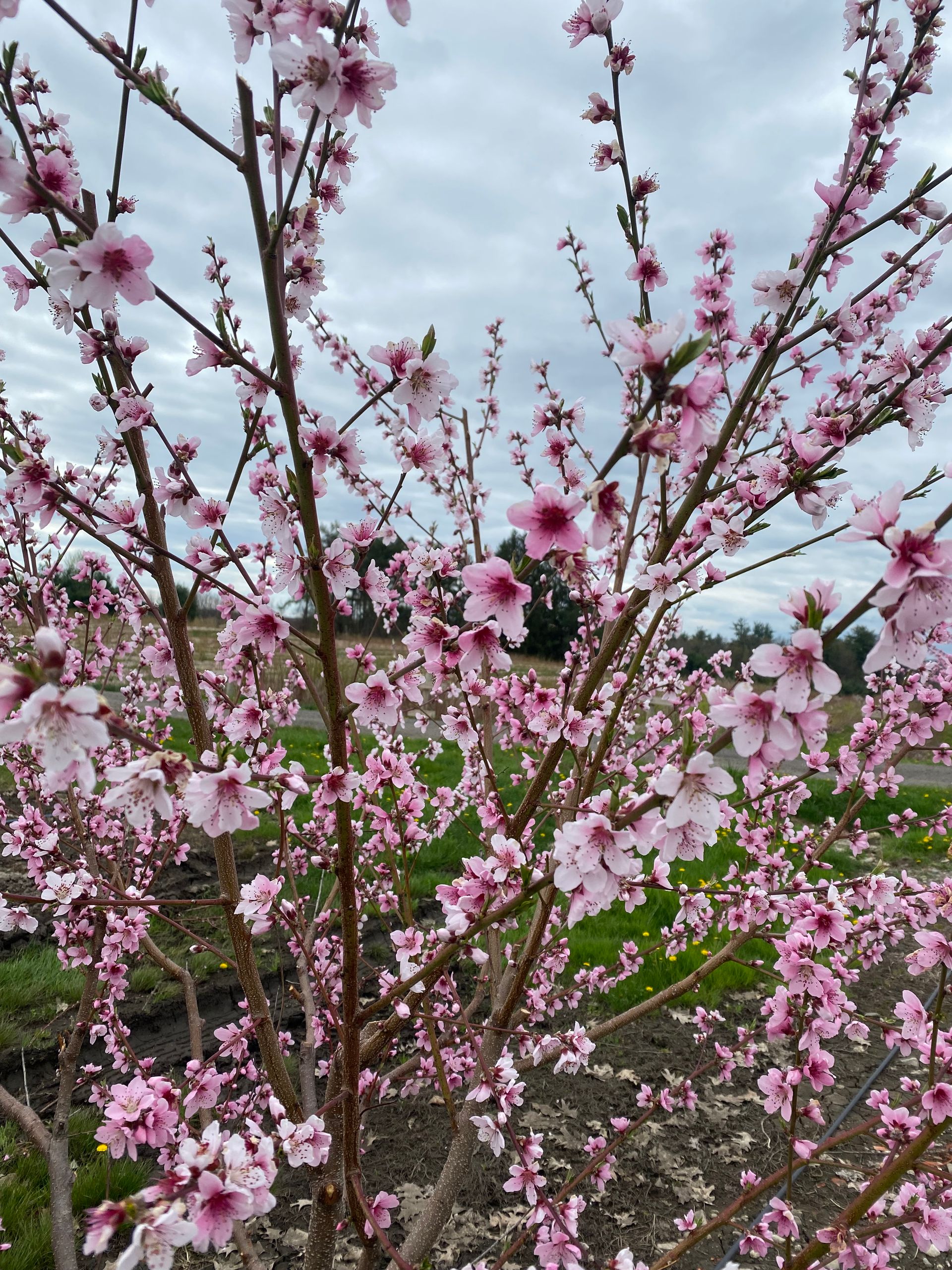 Hollis Hills Farm | Peaches | Fitchburg, MA 01420