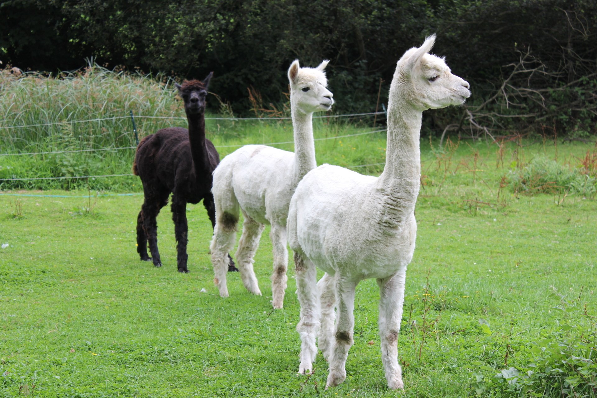 Animal Experiences Price List - Alpaca Walking