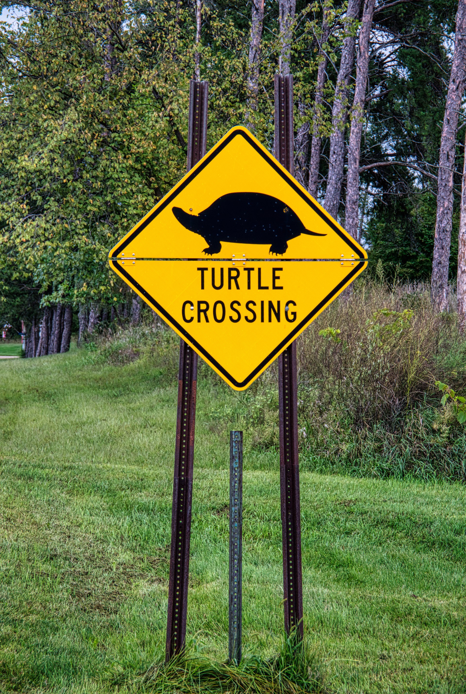 Why DID the Turtle Cross the Road?