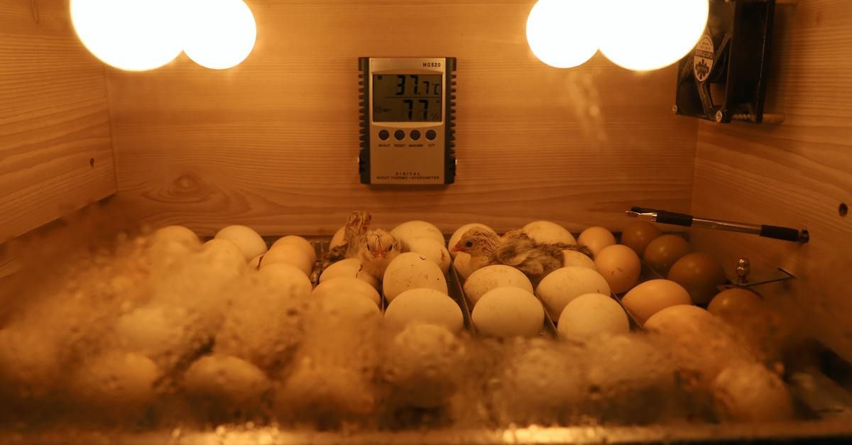 Fertile Hatching eggs for sale and guide