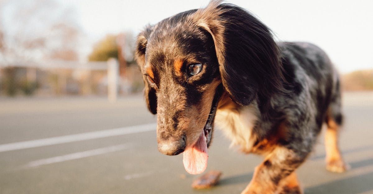 Freed Veterinary Hospital | Pet Services