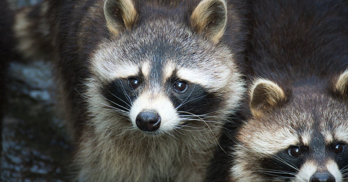 Home [therodentprofessionals.com]