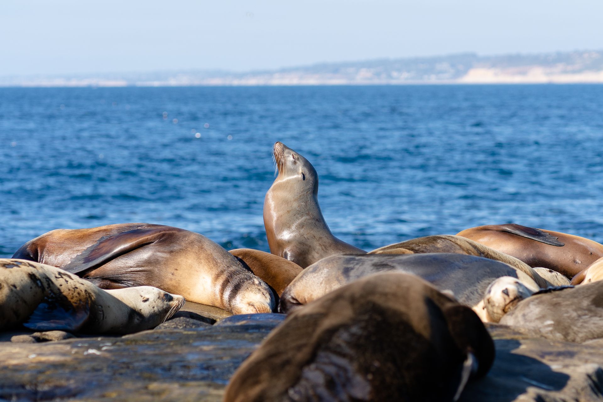 Home | Red House Property Management in San Diego, CA