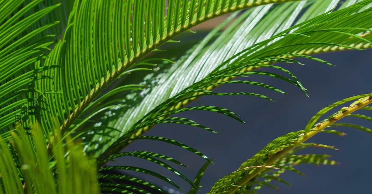 Plants Melb - Melbourne Plant Nursery