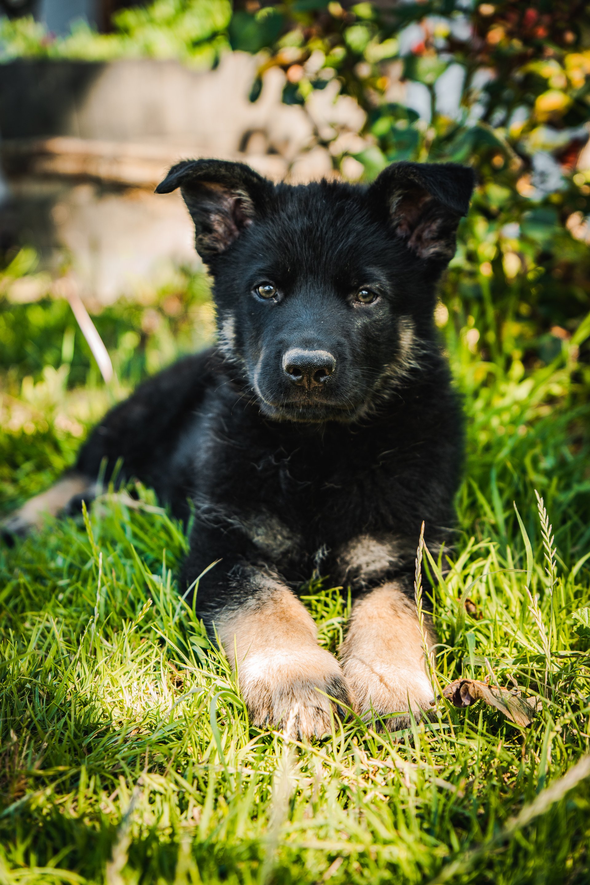 German Shepherd Puppies | Minneapolis, Faribault, Northfield, MN ...