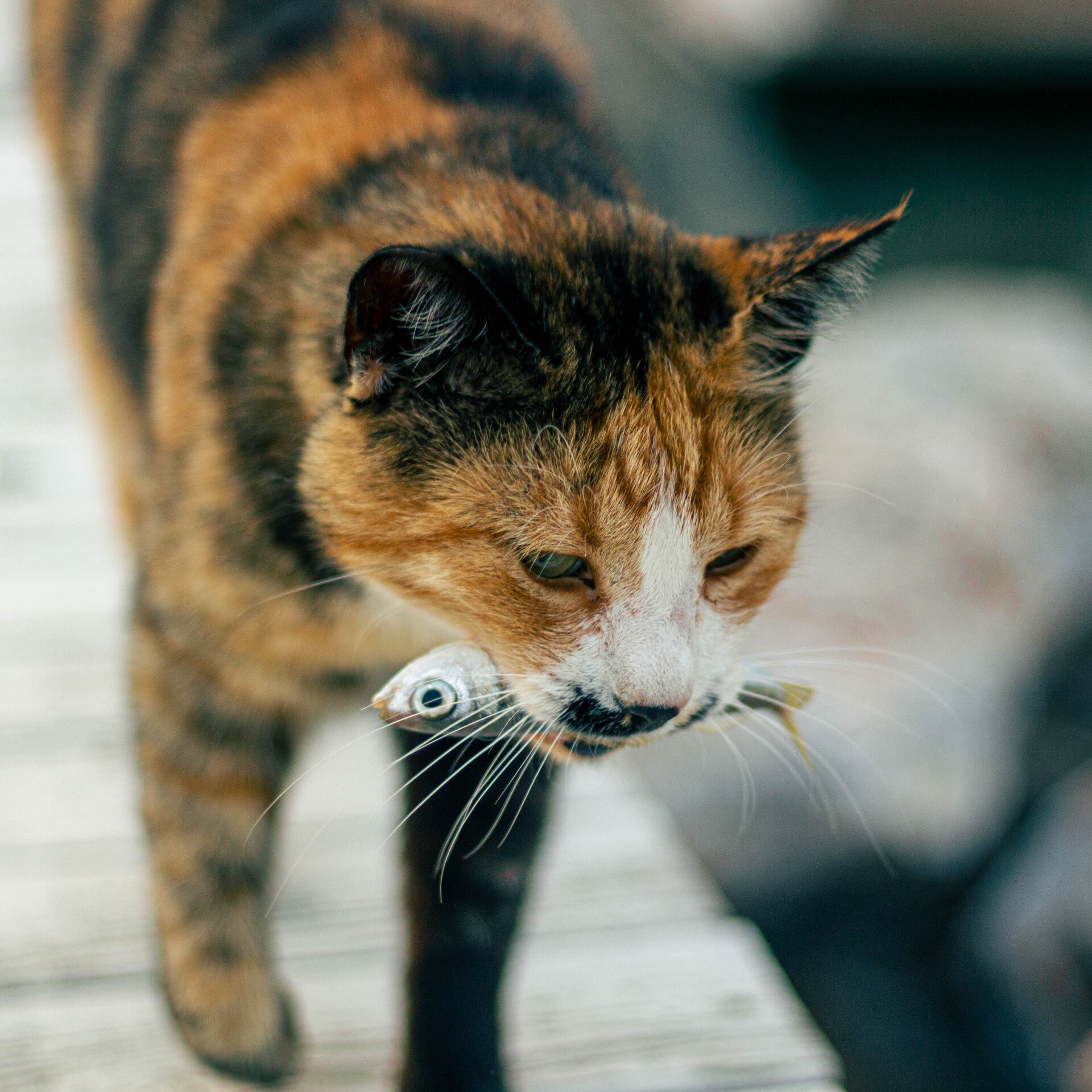 Natures Pet Products - Pet Food Ingredients
