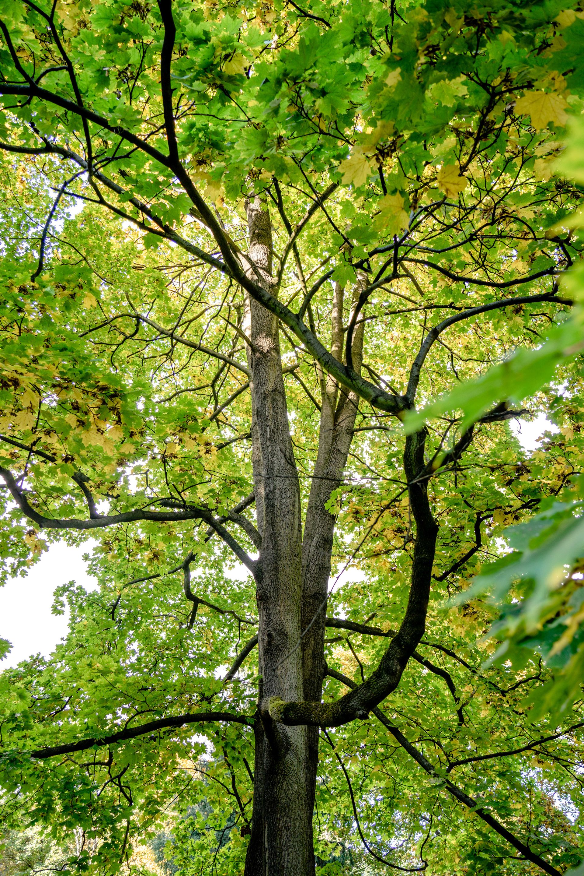 Knotty Pine Tree Service serving VA, MD, DC areas