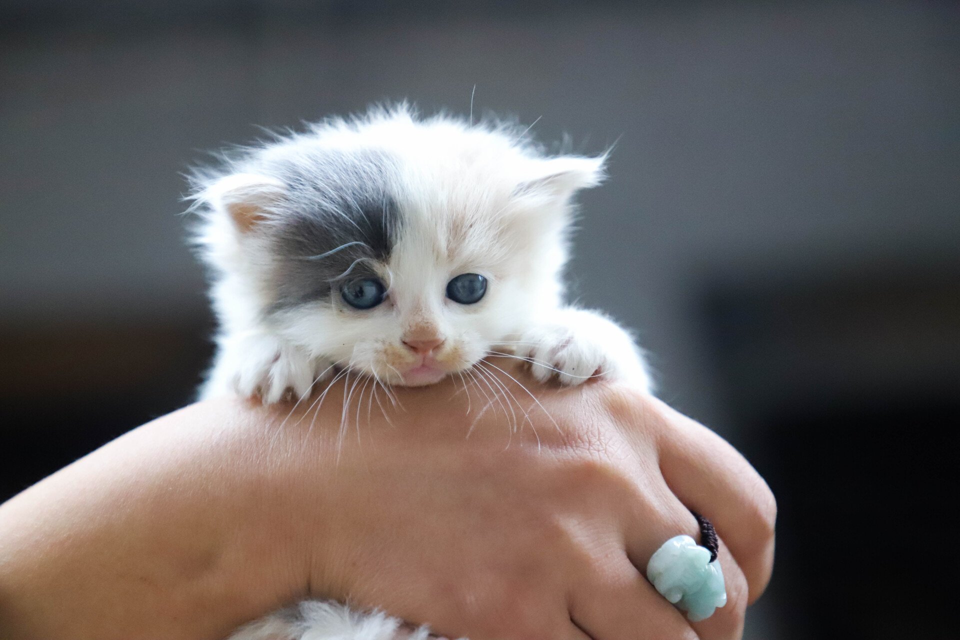Puppies & Kittens For Sale New York