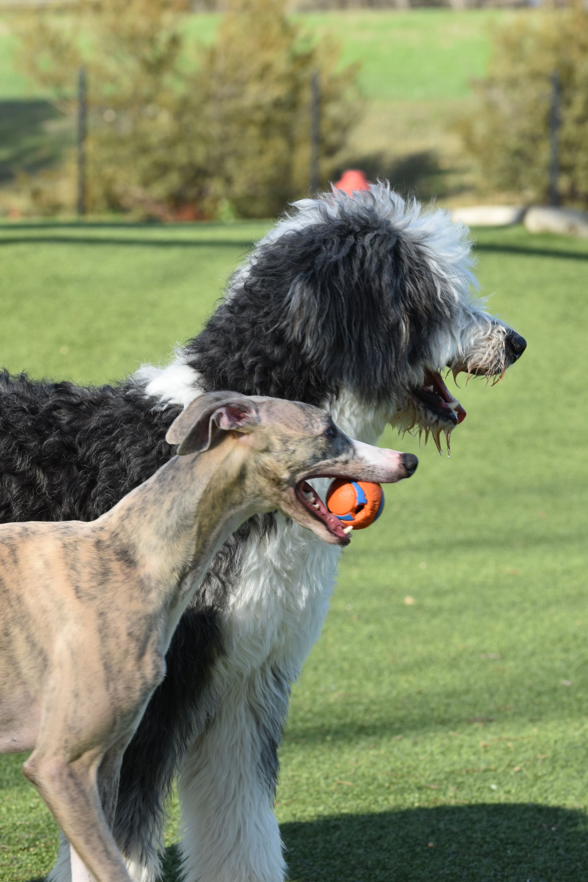 Dogs R Dope | Dog Daycare