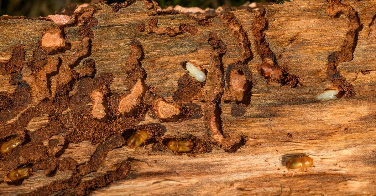 About Woodworm - Woodworm Infestation - TimberGuard